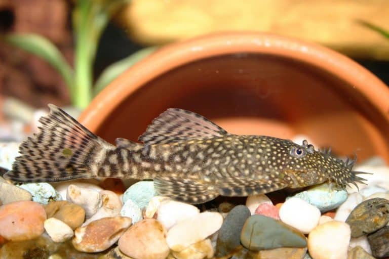 Plecostomus (Common Pleco) - Care Guide, Breed Profile and More