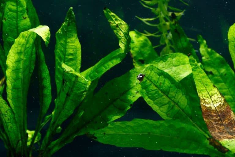 Java Fern Care Guide, Profile, Growing and Propagation