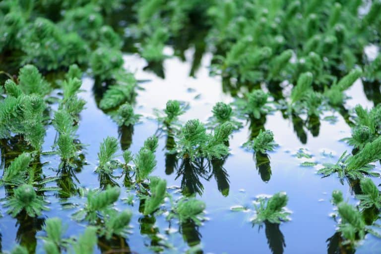 Parrot Feather - Fact Sheet, Care Guide and Invasive Species Warning!