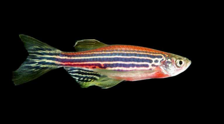Zebra Danio - Care Guide, Breed Profile, Tank Conditions