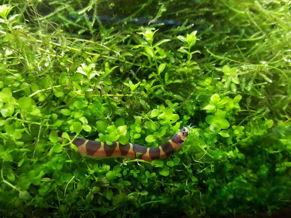 Ultimate Kuhli Loach Care Guide - Everything You Need to Know