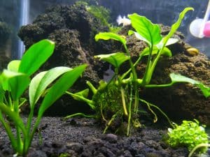 Anubias Nana - Detailed Guide to Care, Tank Conditions and Propagation