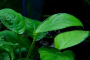 Anubias Nana - Detailed Guide to Care, Tank Conditions and Propagation