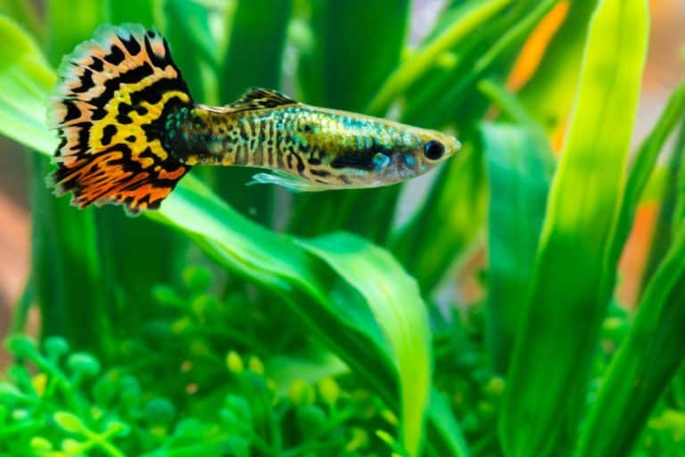 Guppy Care Guide, Feeding Guppies, Breeding, Tank Setup and More